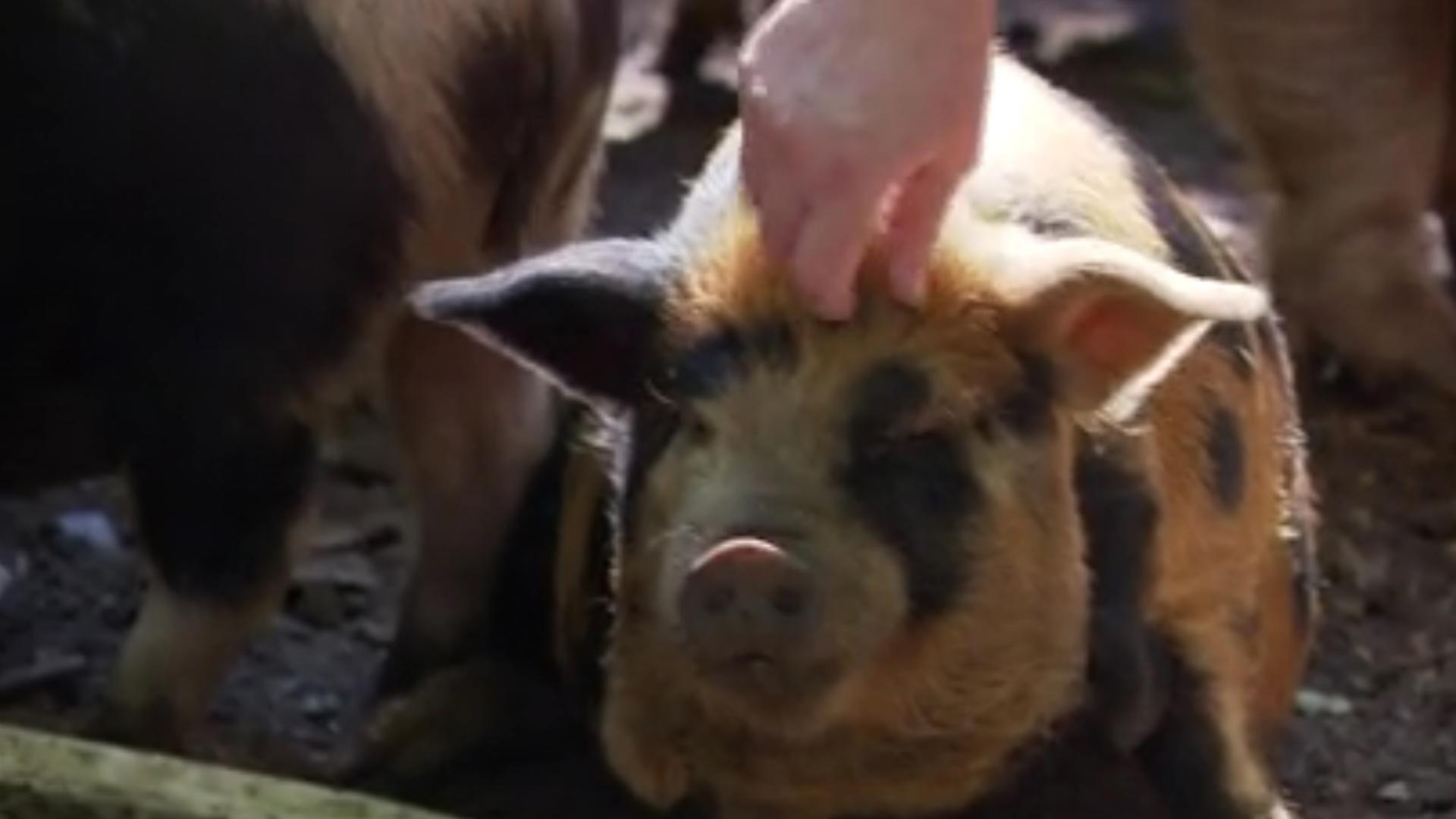 Whole Hog: Pigs cause may-ham after escaping their home | wkyc.com