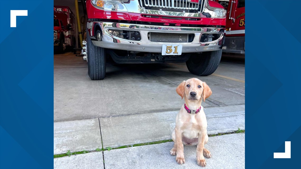 Springfield Township Fire K9 gets cadaver certification | wkyc.com