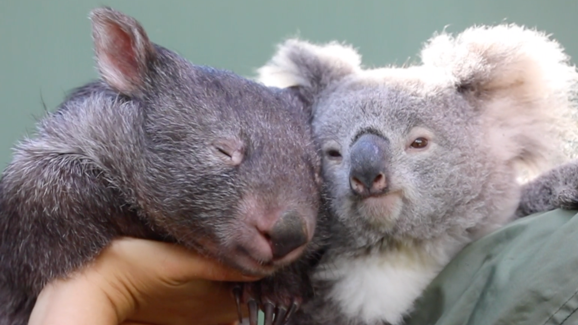 Koala and wombat in Australia become best friends during pandemic ...