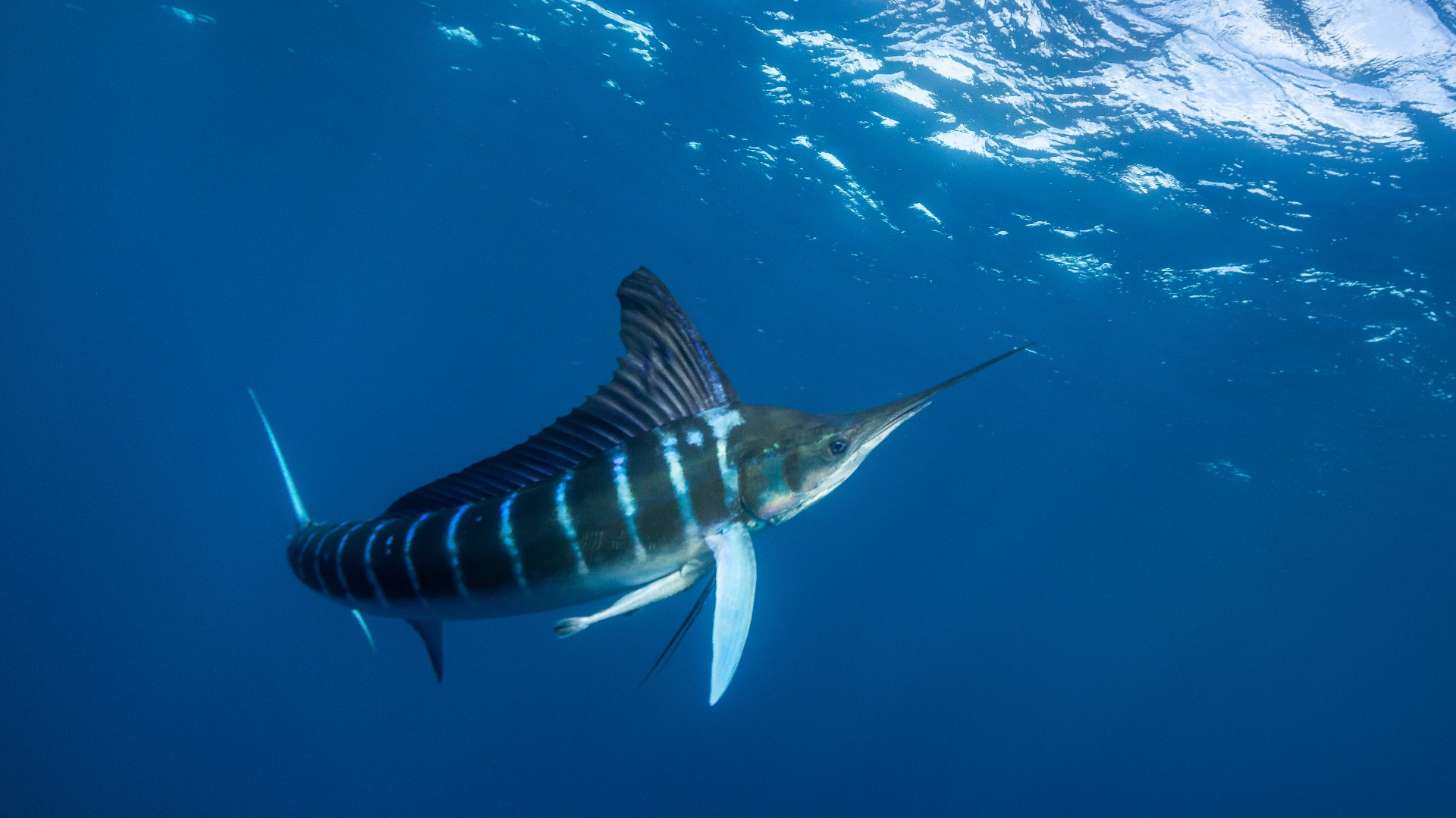 619-pound blue marlin disqualified from fishing tournament | wkyc.com