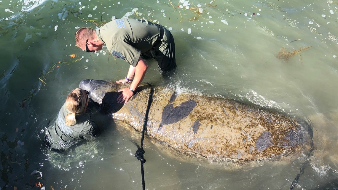 Florida deputies save manatee by holding head for 2 hours | wkyc.com