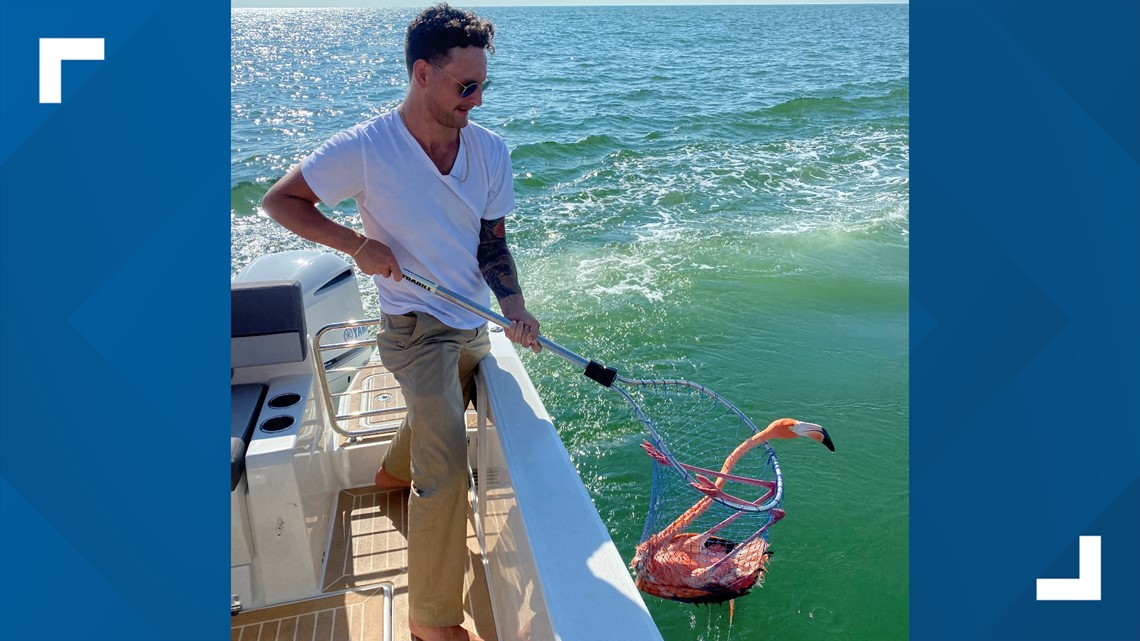 SPCA Tampa Bay rescues flamingo found in water off St. Pete Beach ...