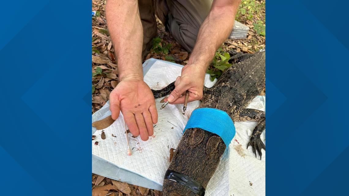Florida gator dies after being shot | wkyc.com