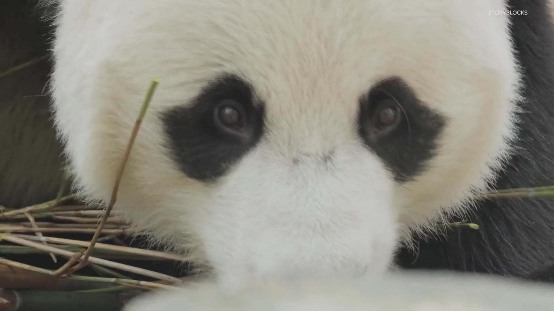 Watch: The Giant Panda Cam is back at the National Zoo | wkyc.com