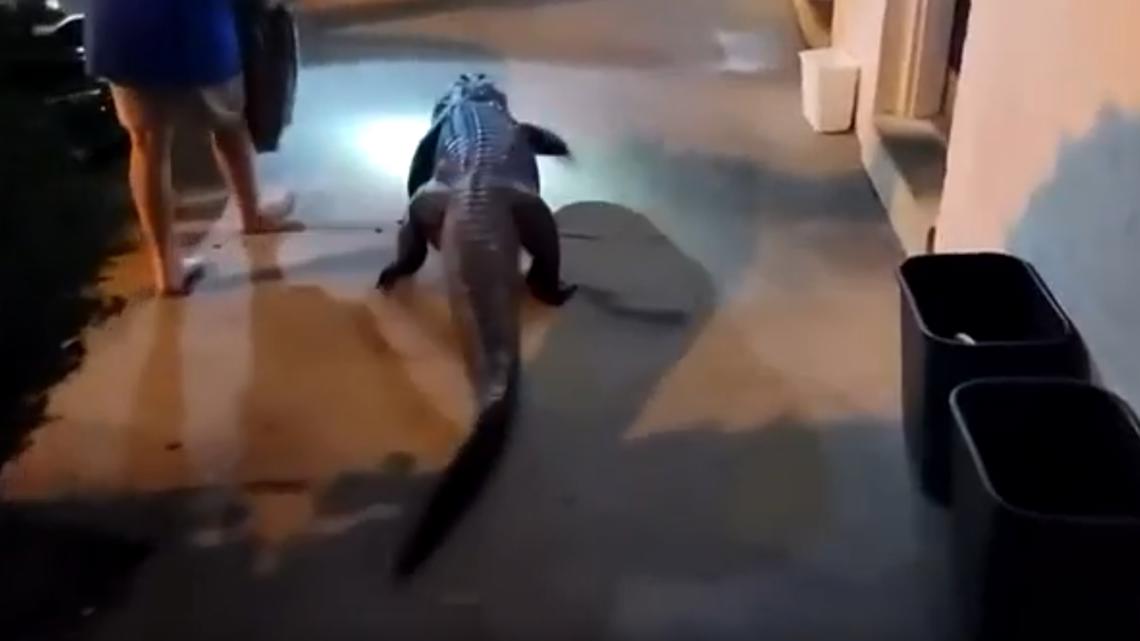 Alligator surprise at Virginia Motel caught on camera | wkyc.com