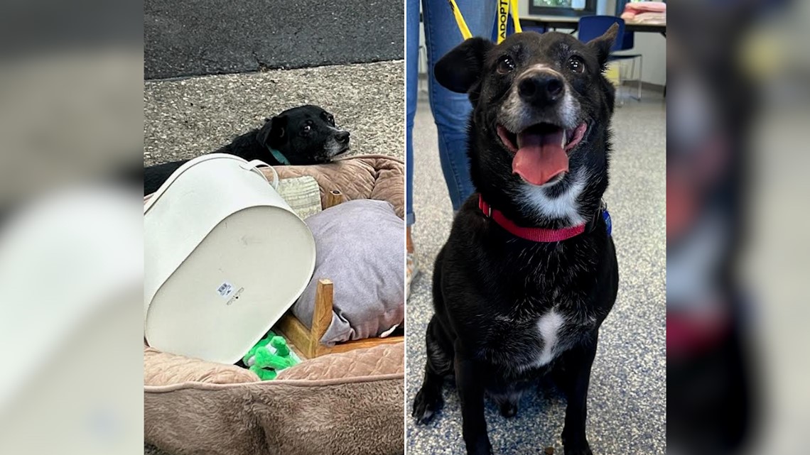 Arlington resident finds dog left alone on driveway | wkyc.com