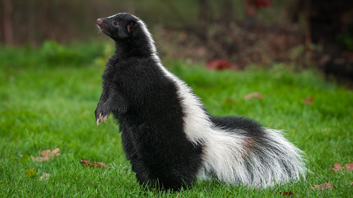 Skunkfest to take place Sept. 14 in North Ridgeville | wkyc.com