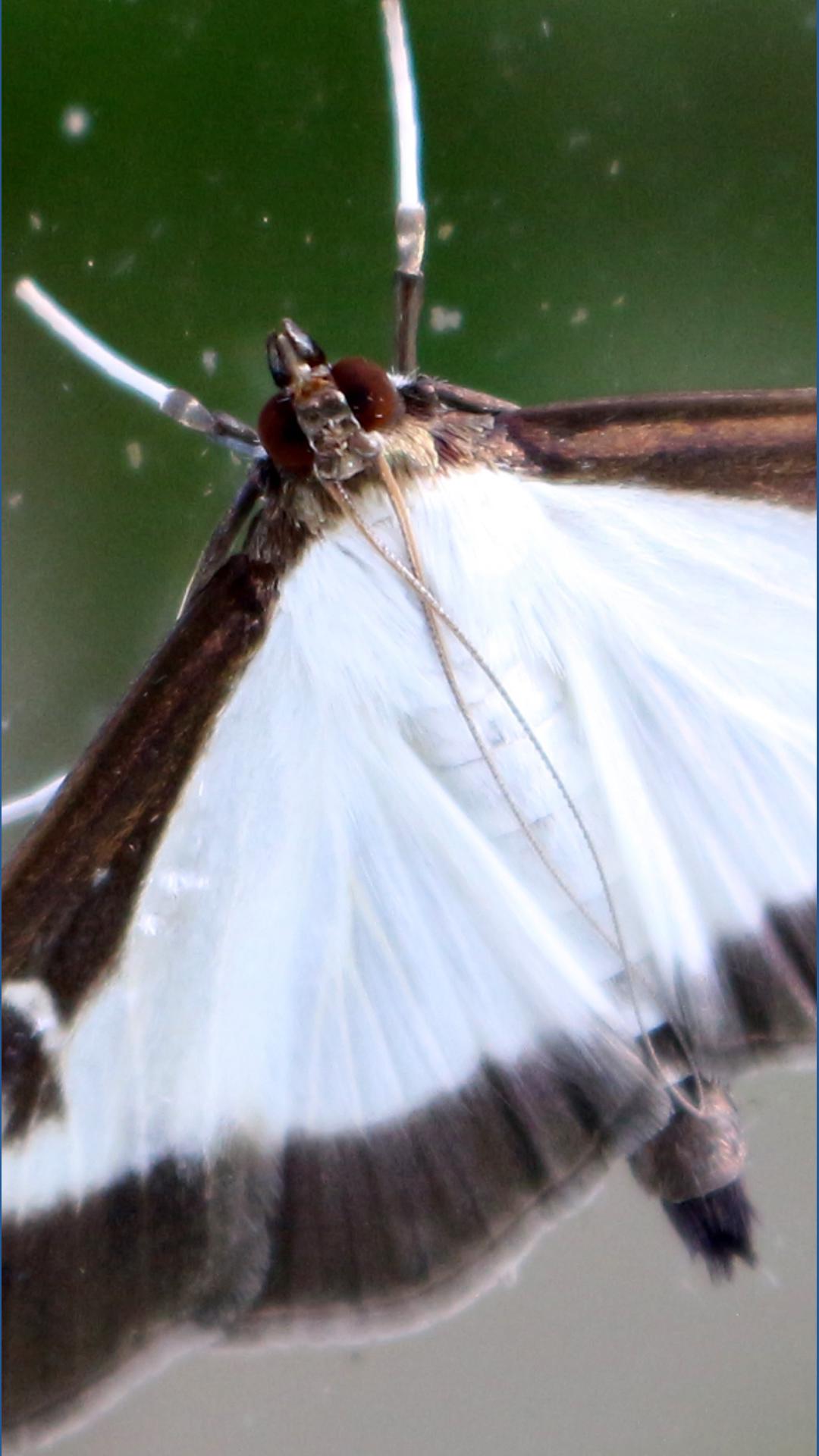 Box tree moth spreads to 4 more Ohio counties, including Cuyahoga and ...