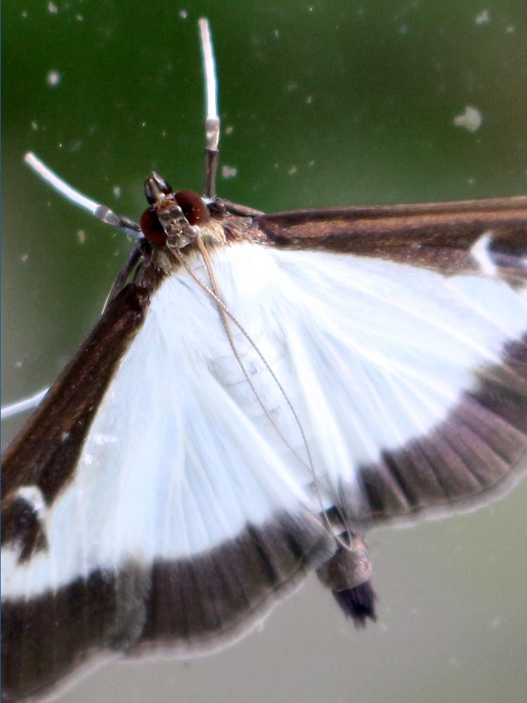 Box tree moth spreads to 4 more Ohio counties, including Cuyahoga and ...
