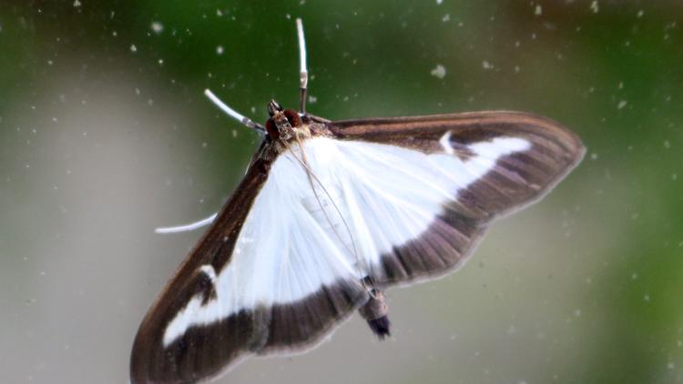 Box tree moth spreads to 4 more Ohio counties, including Cuyahoga and ...