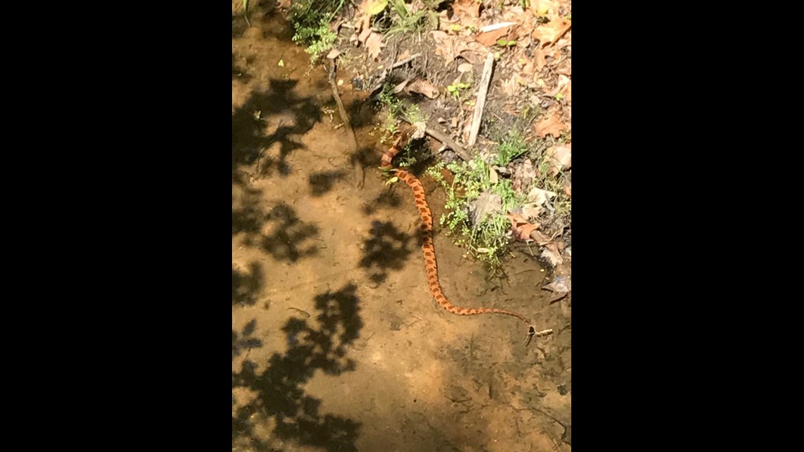 PHOTOS: Snakes seen in metro Atlanta | wkyc.com