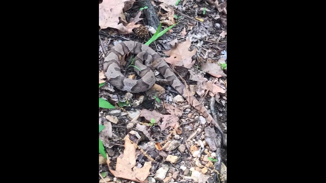 PHOTOS: Snakes seen in metro Atlanta | wkyc.com