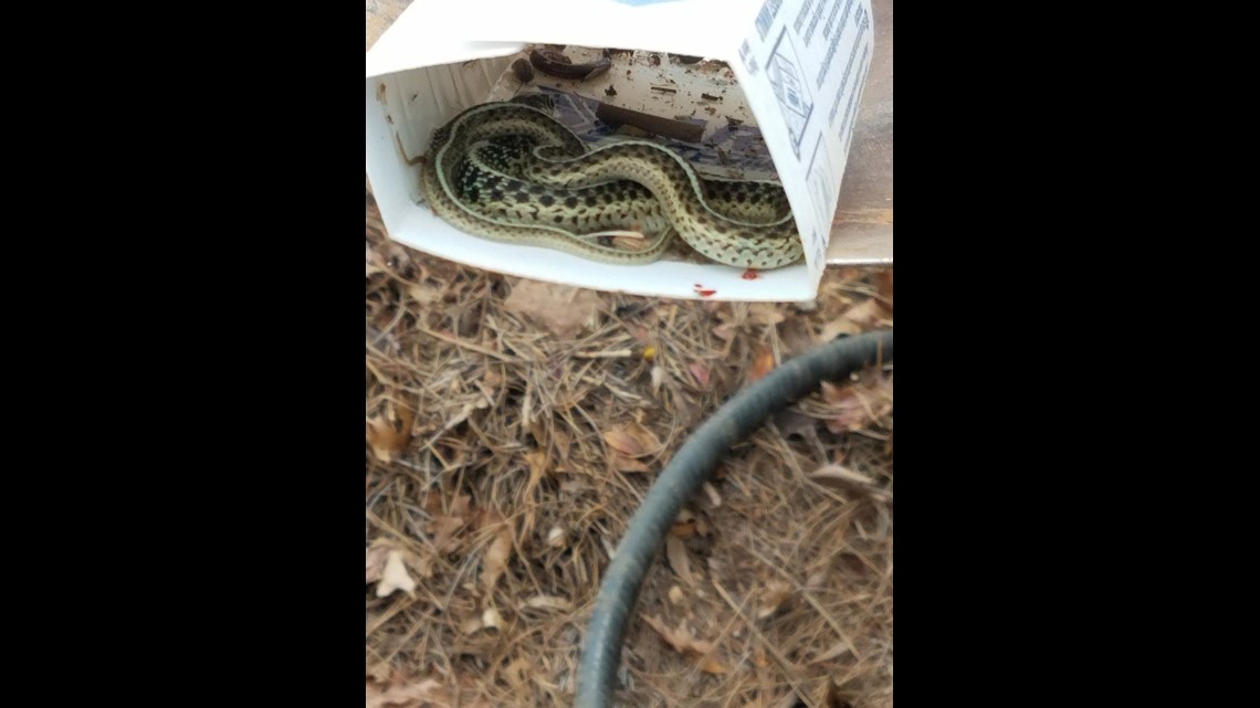 PHOTOS: Snakes seen in metro Atlanta | wkyc.com
