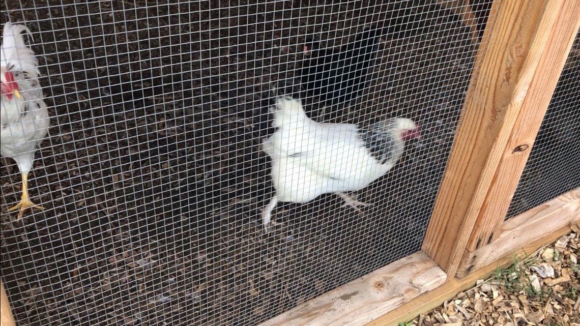 Ohio warns chicken owners amid ongoing songbird illness | wkyc.com