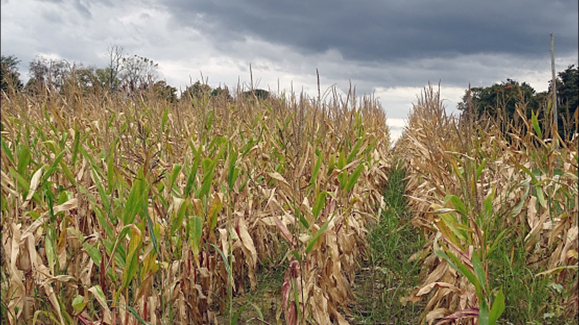 USDA reports Ohio to have smallest corn crop since 2008 | wkyc.com